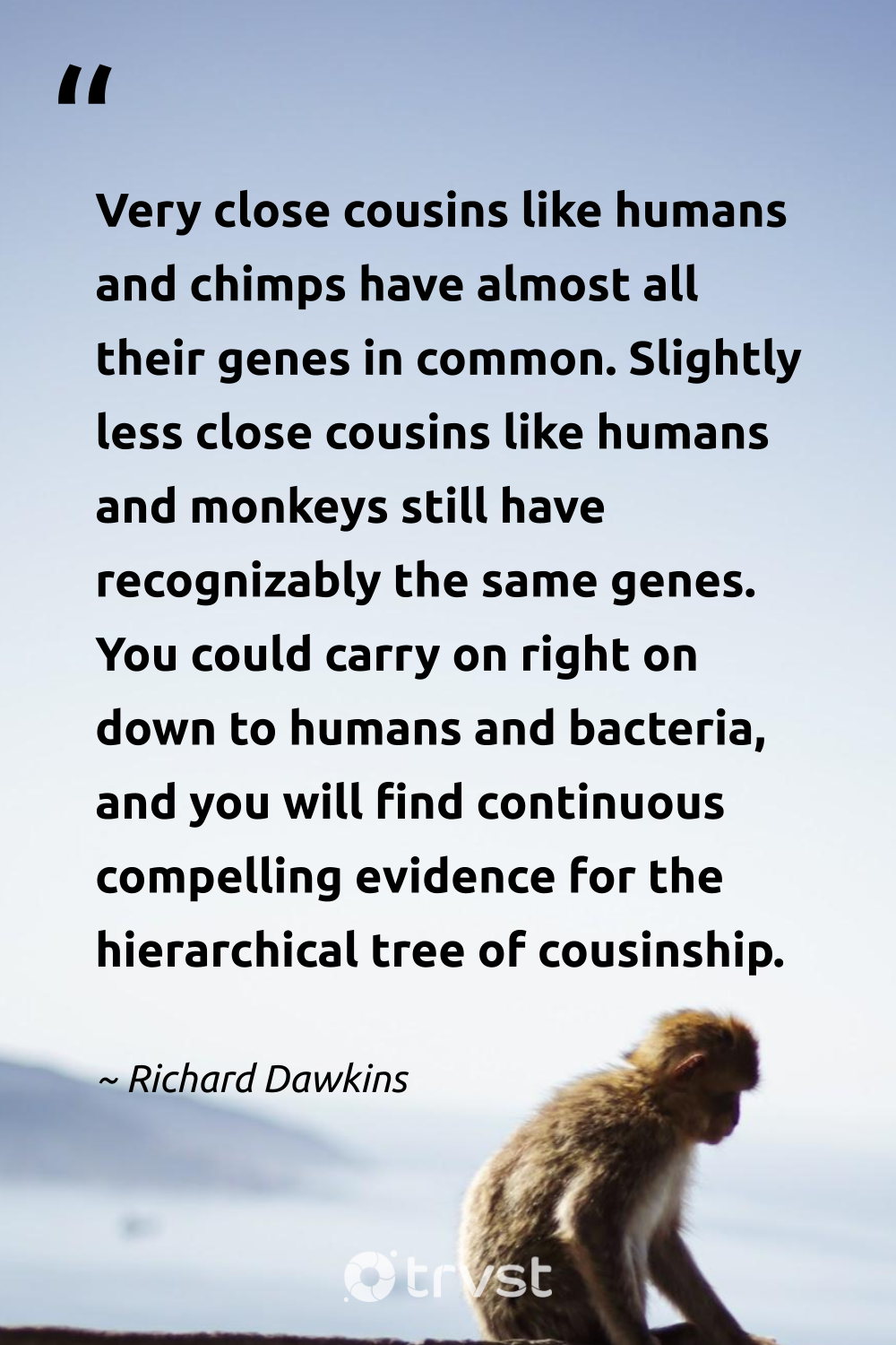 39 Monkey Quotes Full Of Primate Wisdom