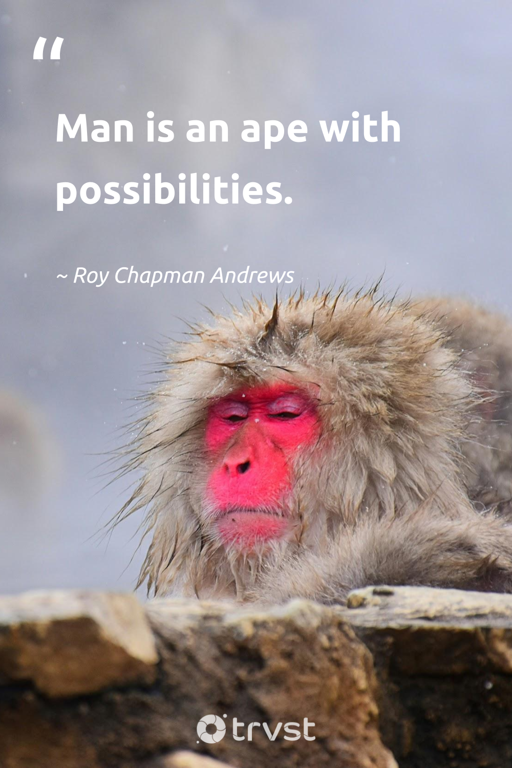 39 Monkey Quotes Full Of Primate Wisdom