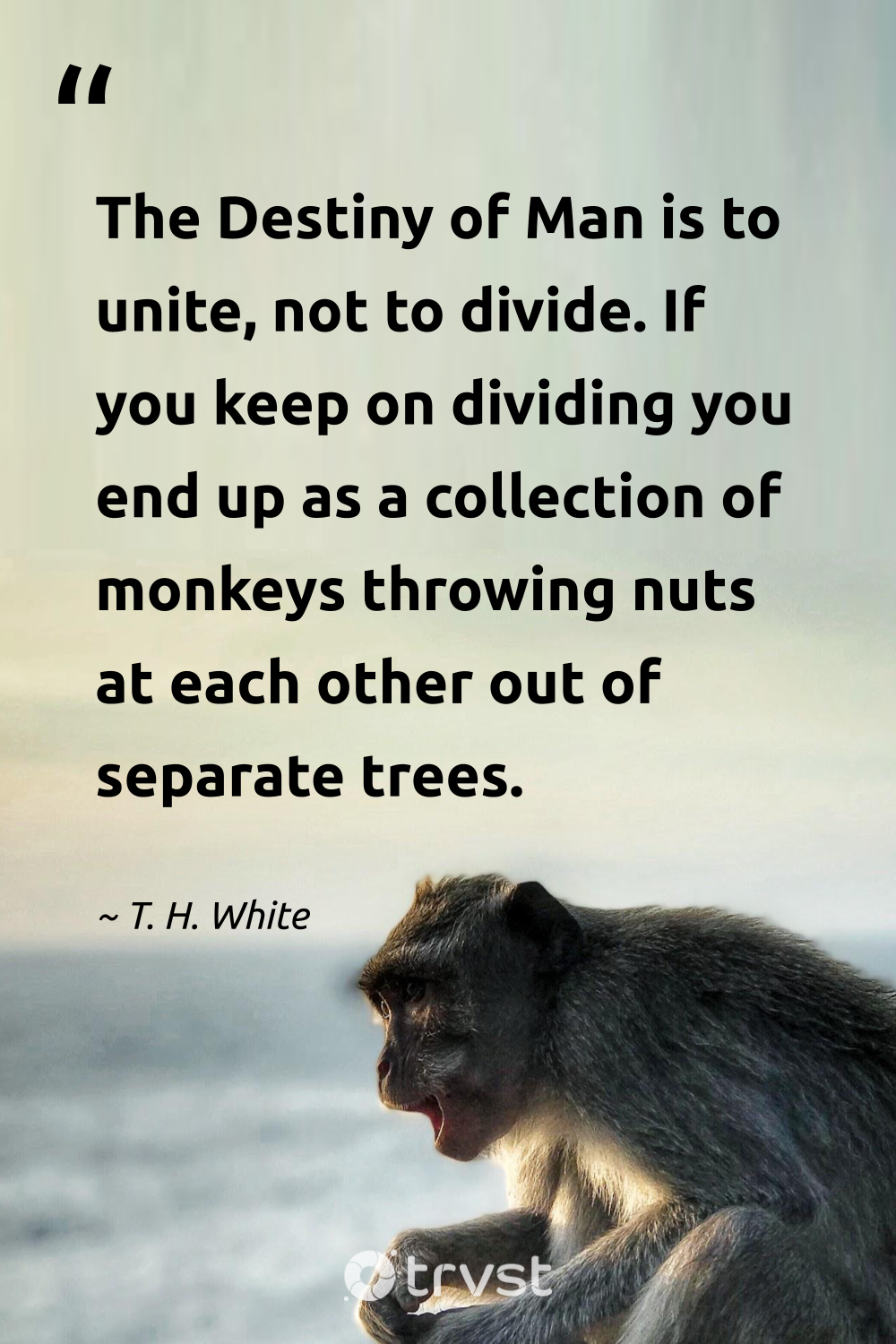 39 Monkey Quotes Full Of Primate Wisdom