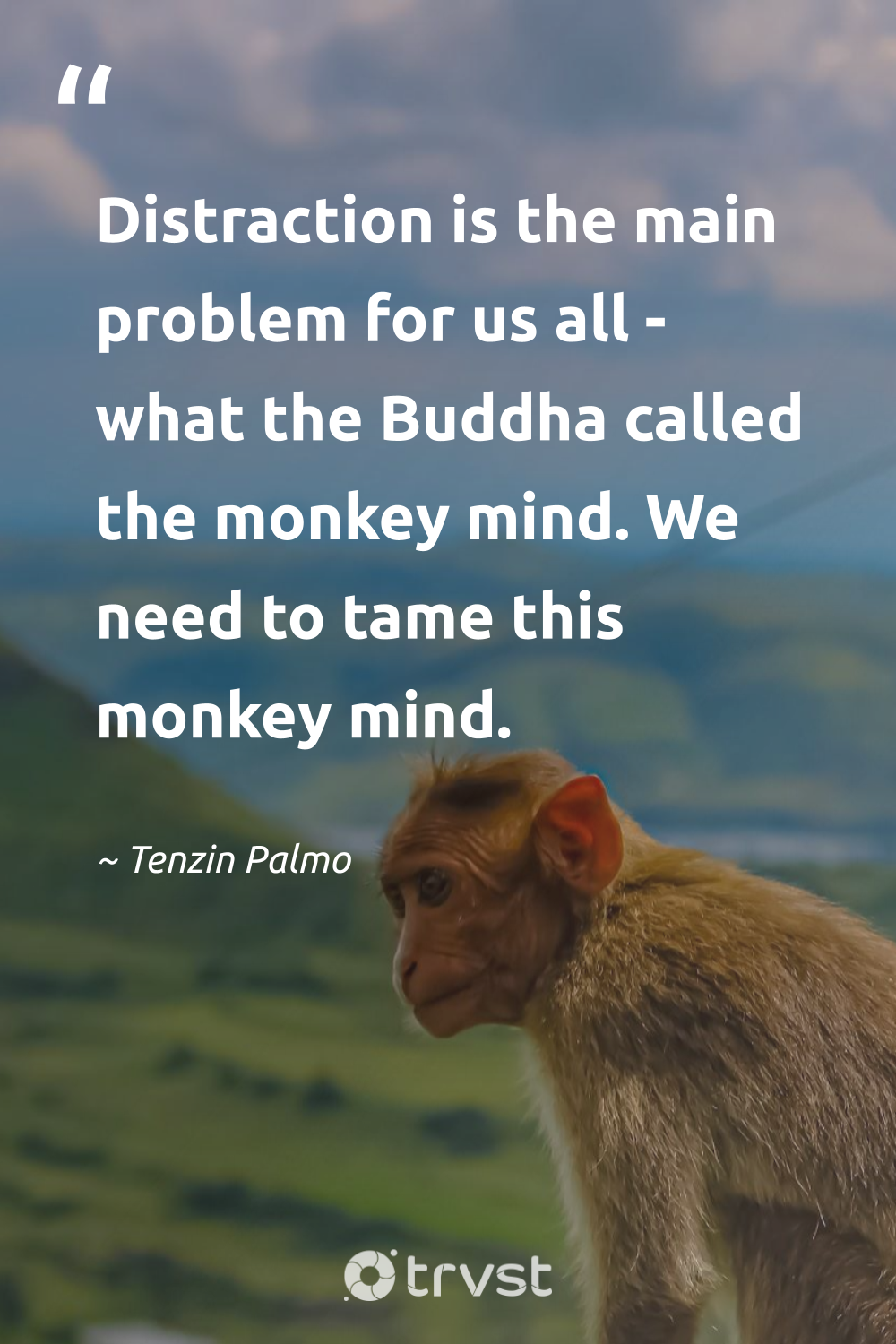 39 Monkey Quotes Full Of Primate Wisdom