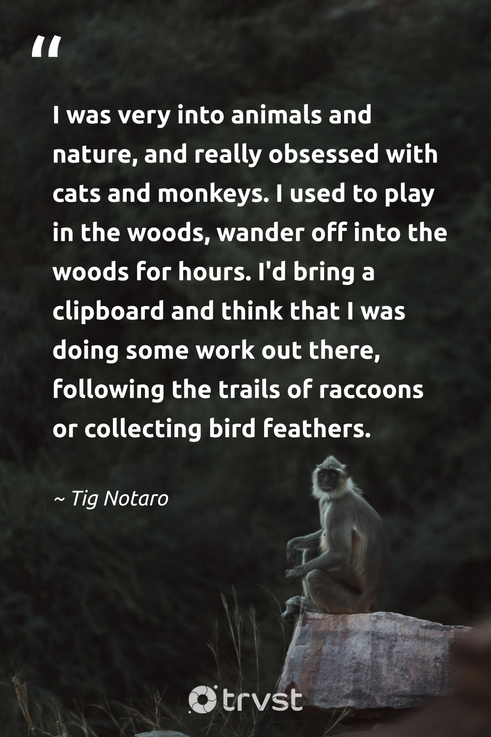 39 Monkey Quotes Full Of Primate Wisdom