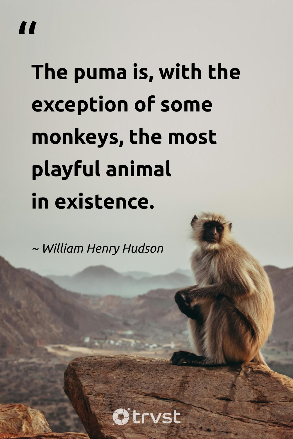 39 Monkey Quotes Full Of Primate Wisdom