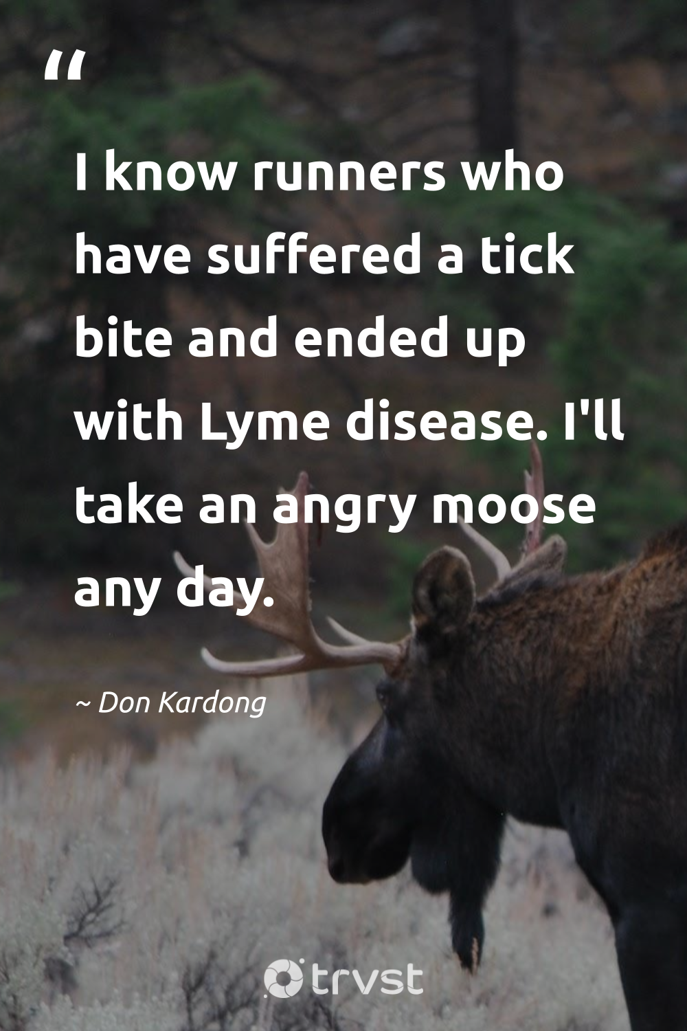 25 Moose Quotes About The Graceful Giant Of The North