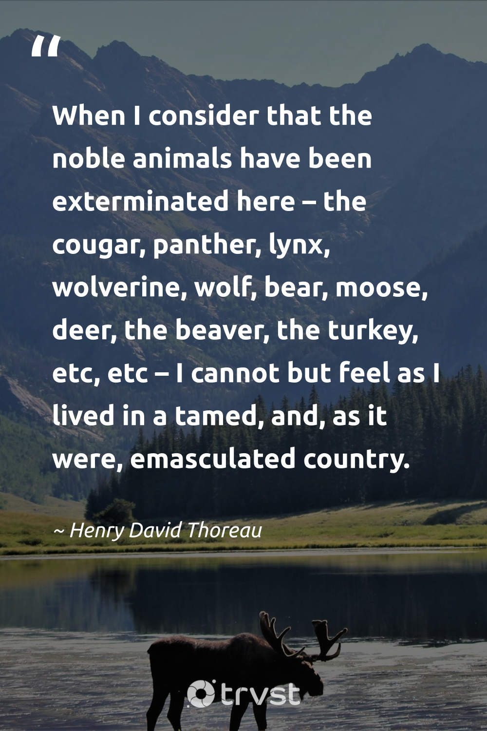 25 Moose Quotes About The Graceful Giant Of The North