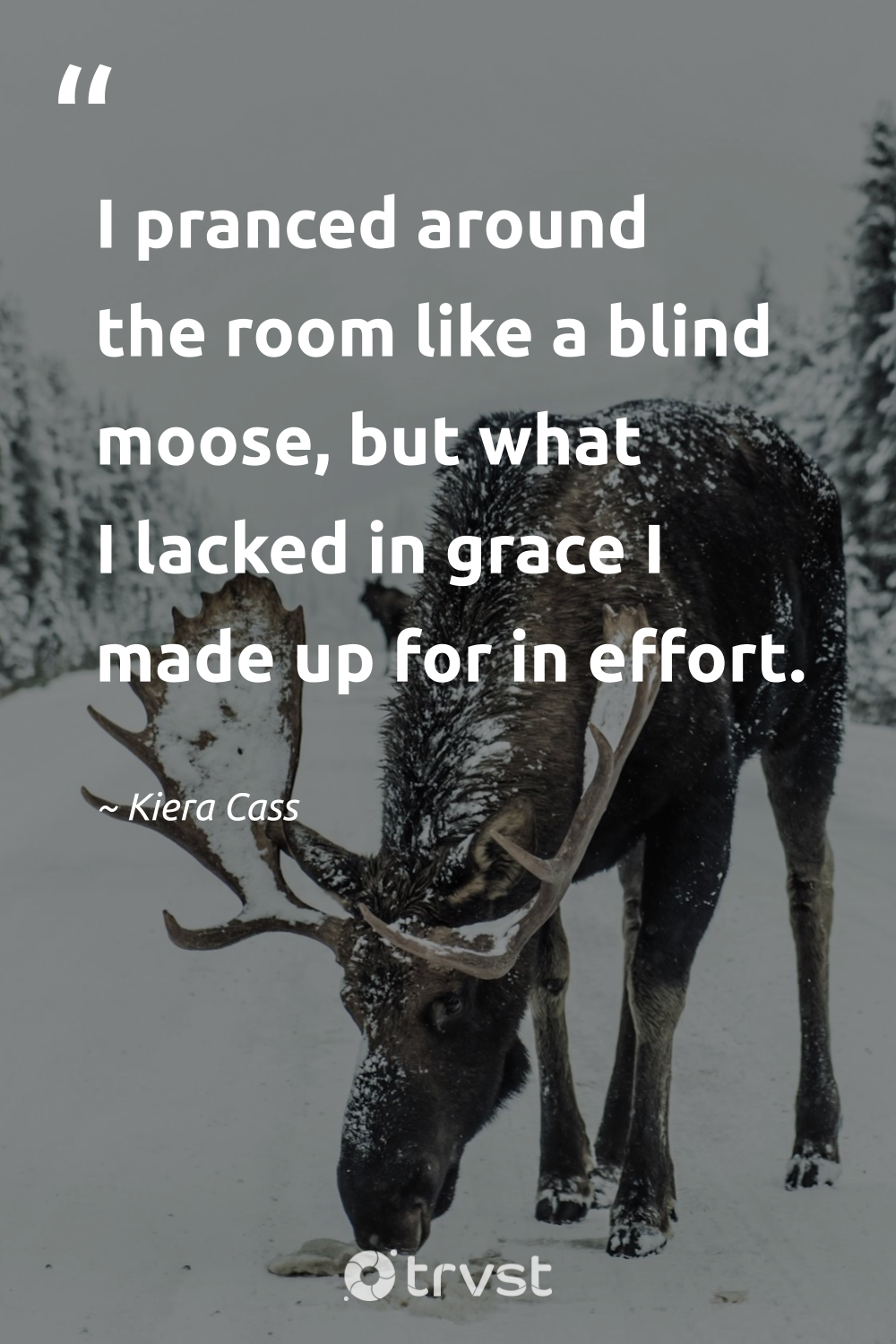 25 Moose Quotes About The Graceful Giant Of The North