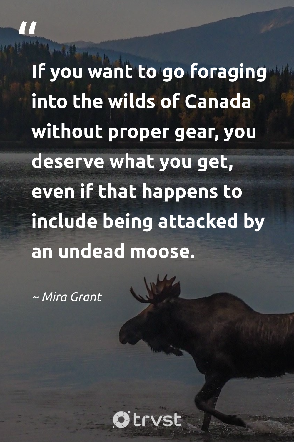 25 Moose Quotes About The Graceful Giant Of The North