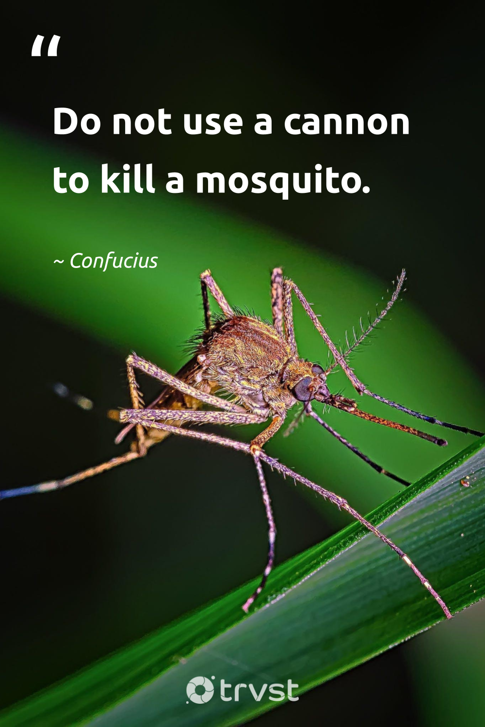 25 Mosquito Quotes About The Infamous Insects