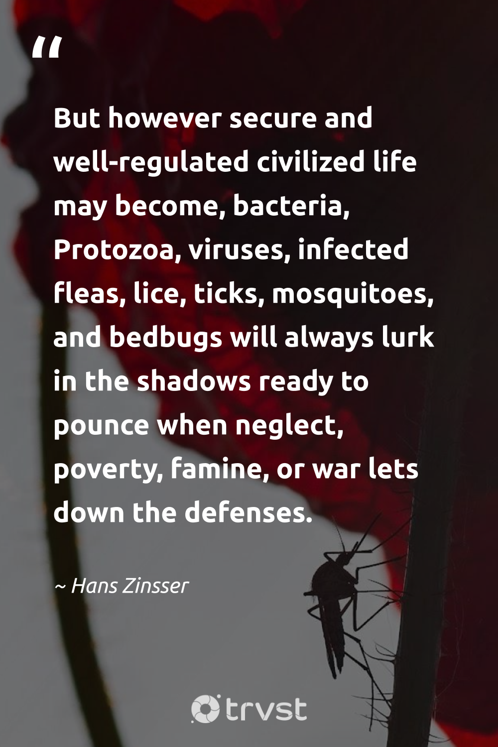 25 Mosquito Quotes About The Infamous Insects