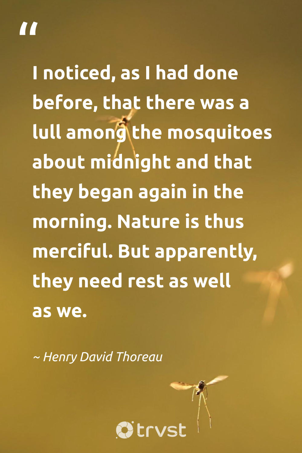 25 Mosquito Quotes About The Infamous Insects