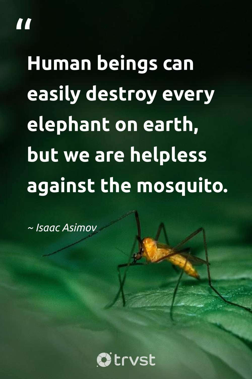 25 Mosquito Quotes About The Infamous Insects