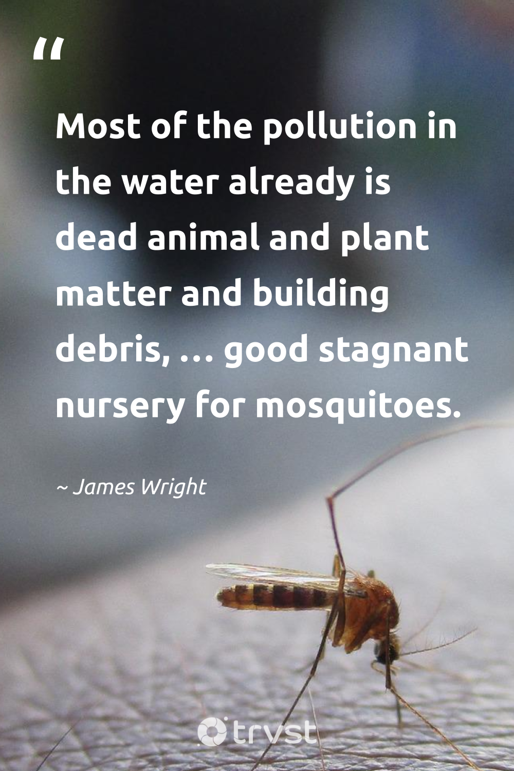 25 Mosquito Quotes About The Infamous Insects