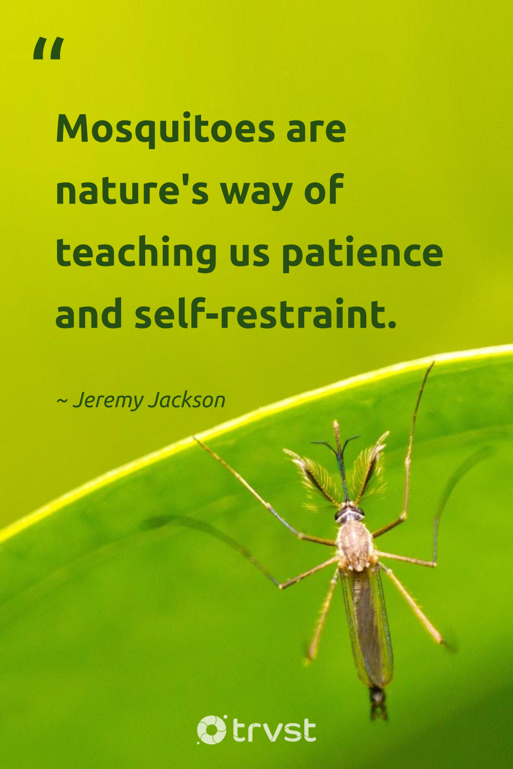 25 Mosquito Quotes About The Infamous Insects