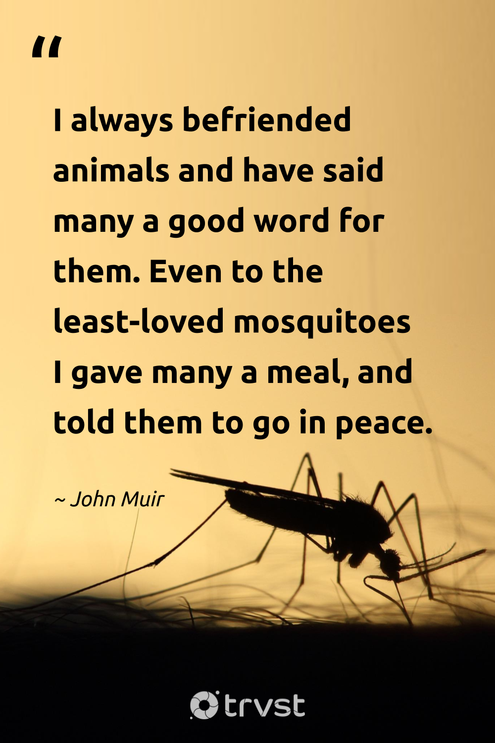 25 Mosquito Quotes About The Infamous Insects