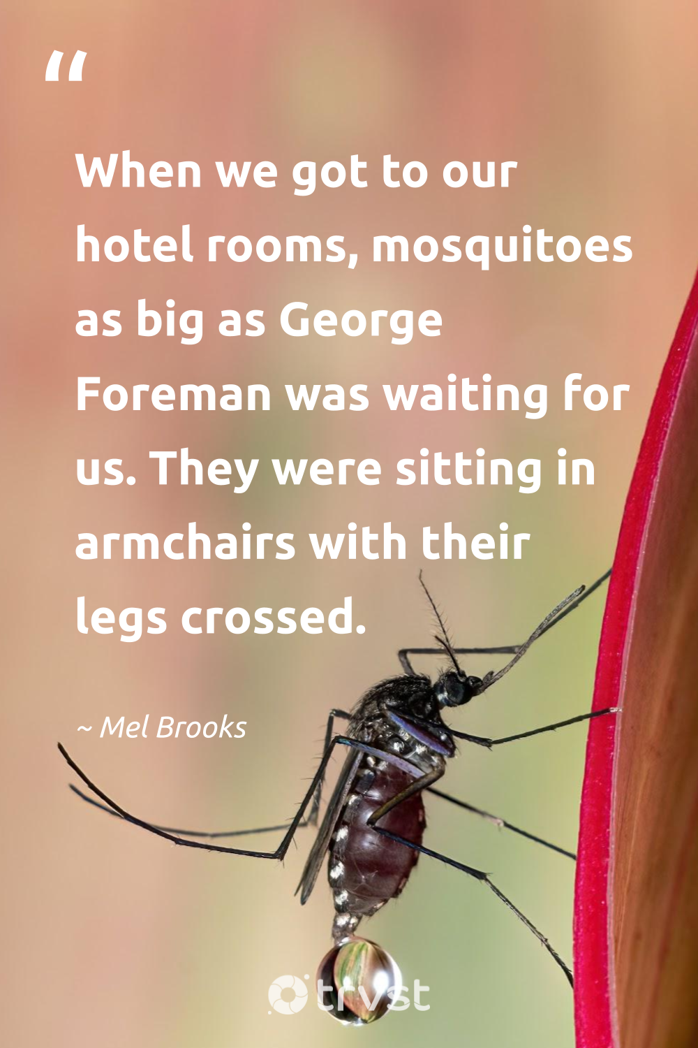 25 Mosquito Quotes About The Infamous Insects