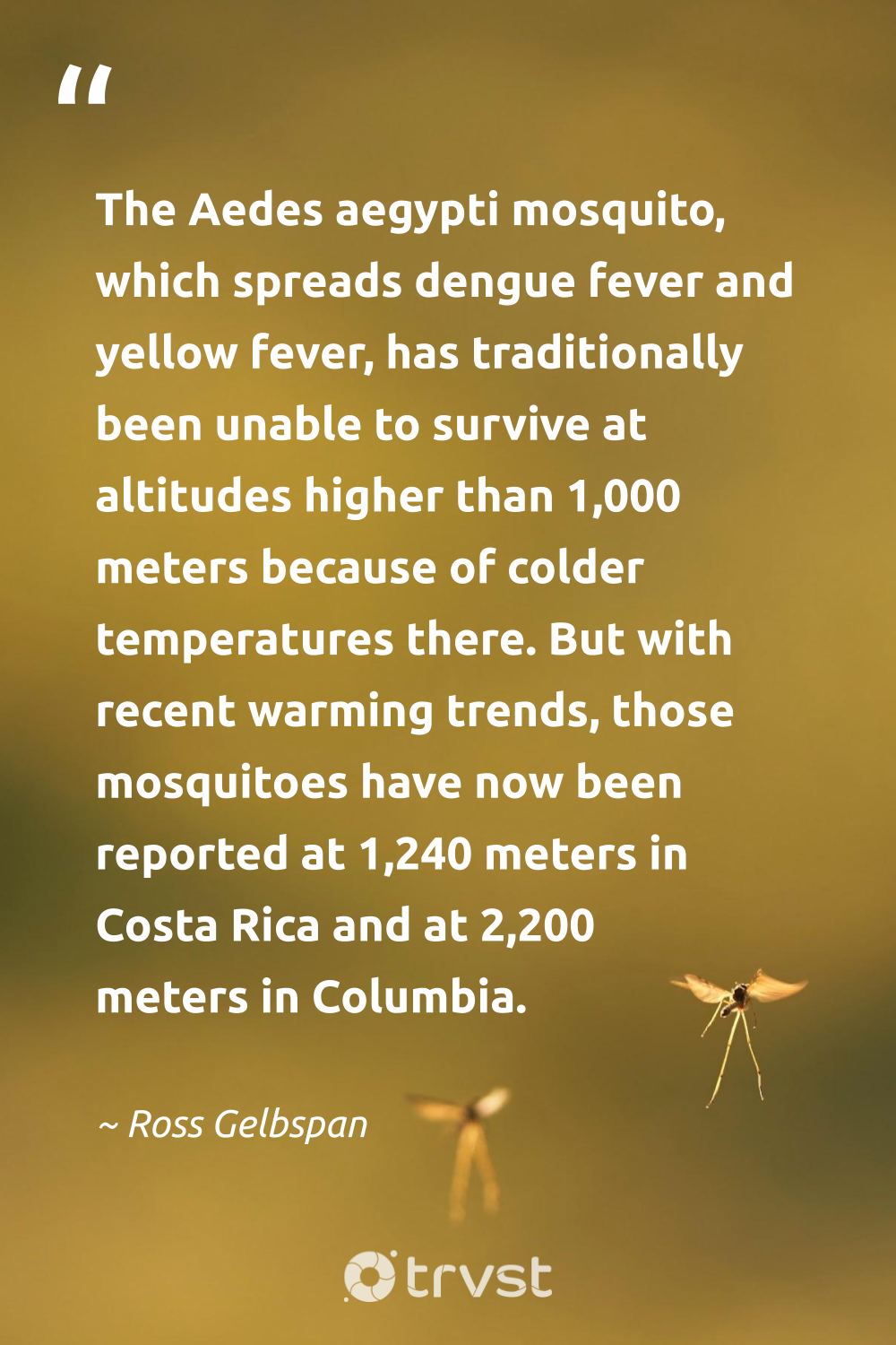 25 Mosquito Quotes About The Infamous Insects