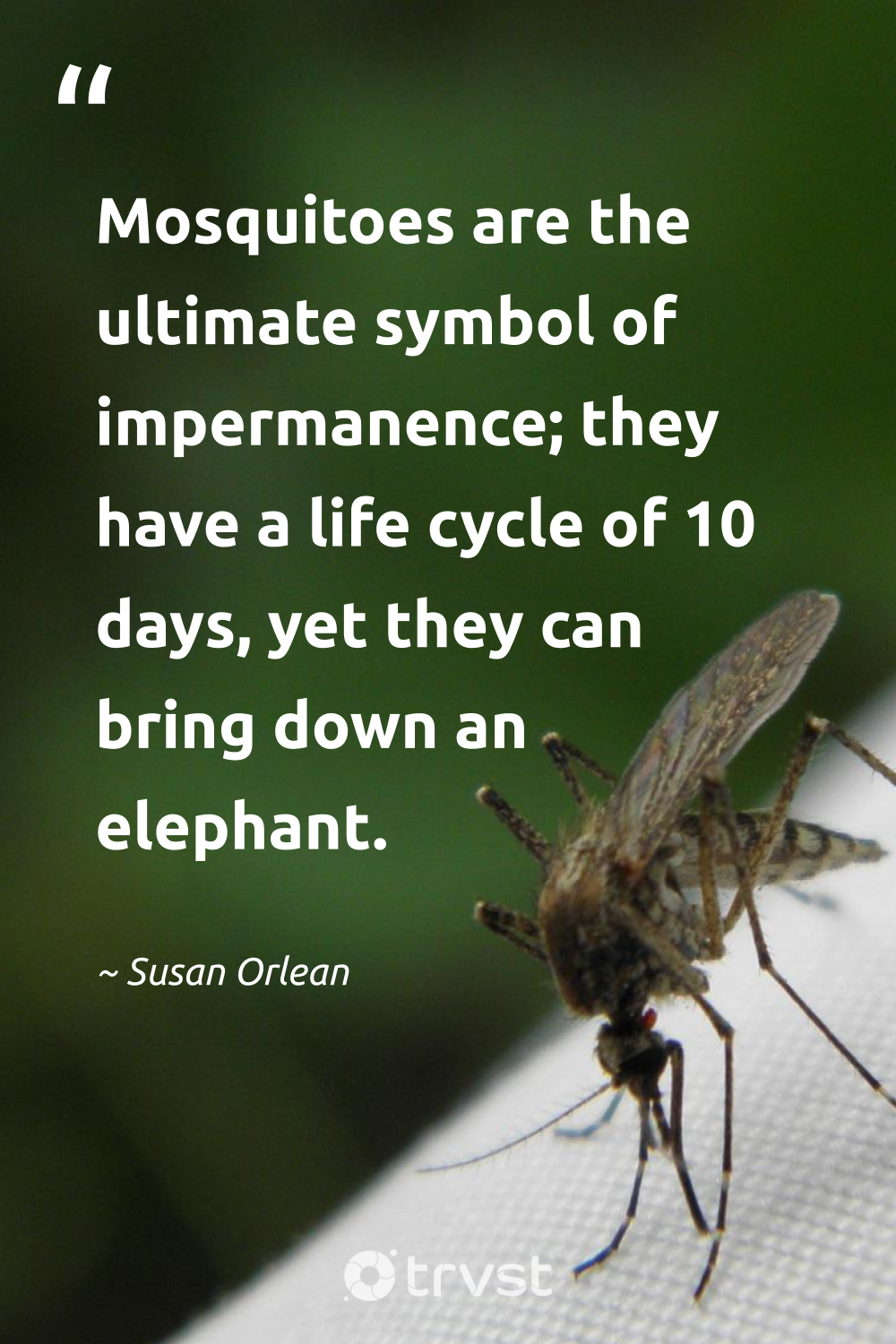 25 Mosquito Quotes About The Infamous Insects