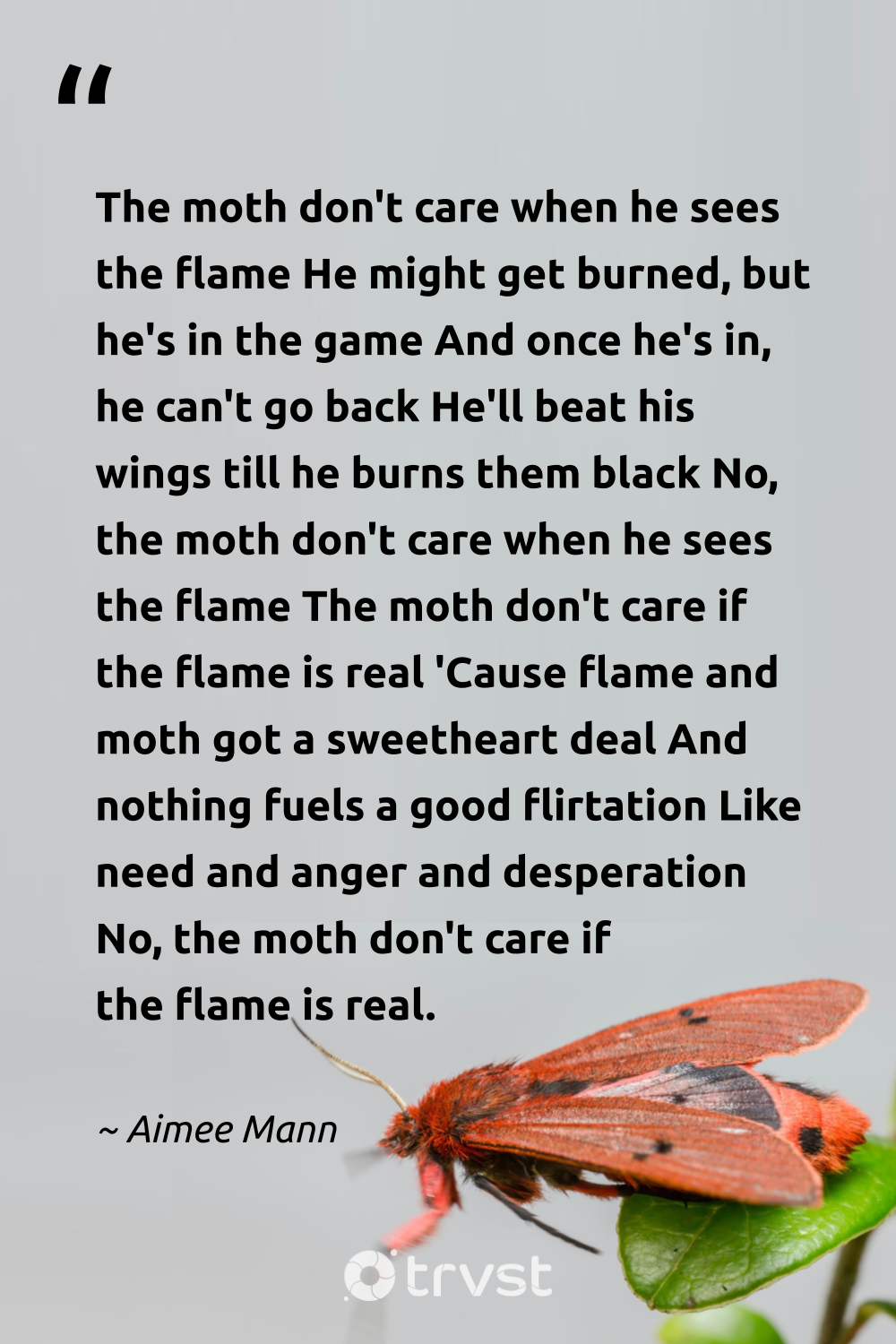 20 Fascinating Moth Quotes about the Nocturnal Insects