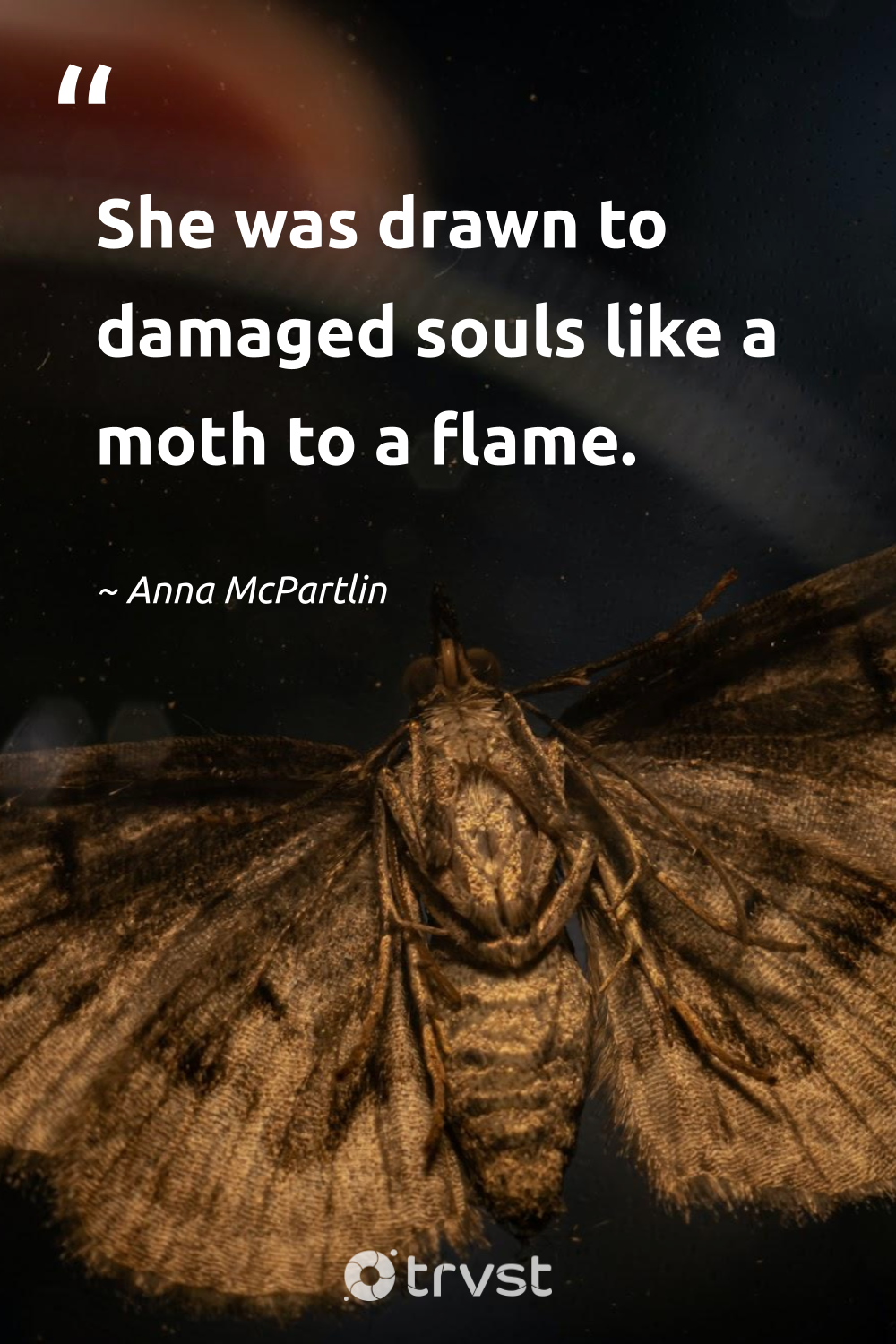 20 Fascinating Moth Quotes about the Nocturnal Insects
