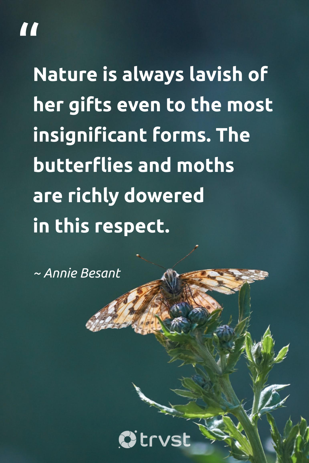 20 Fascinating Moth Quotes about the Nocturnal Insects