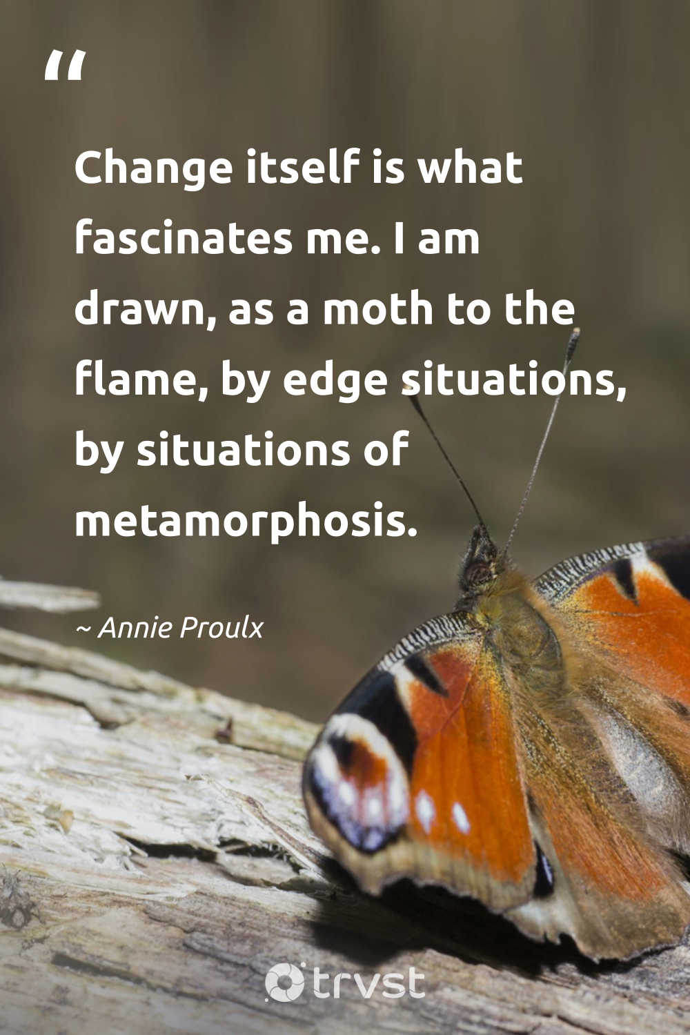 20 Fascinating Moth Quotes about the Nocturnal Insects