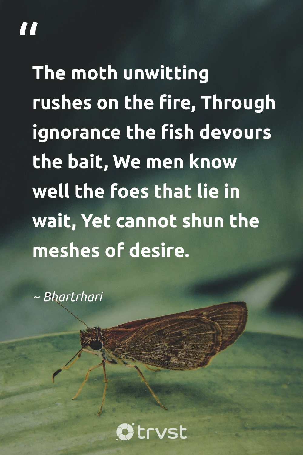 20 Fascinating Moth Quotes about the Nocturnal Insects