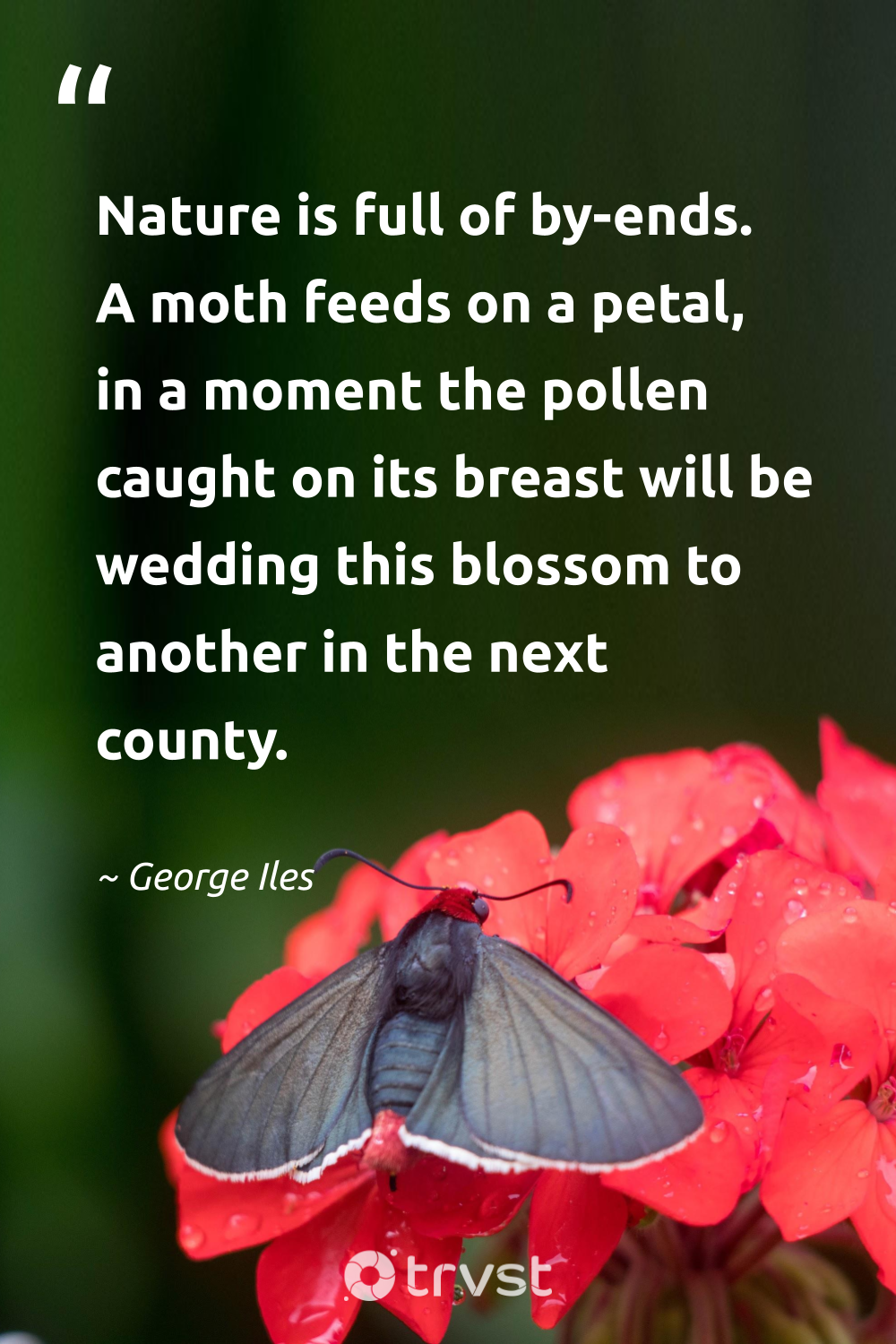 20 Fascinating Moth Quotes about the Nocturnal Insects