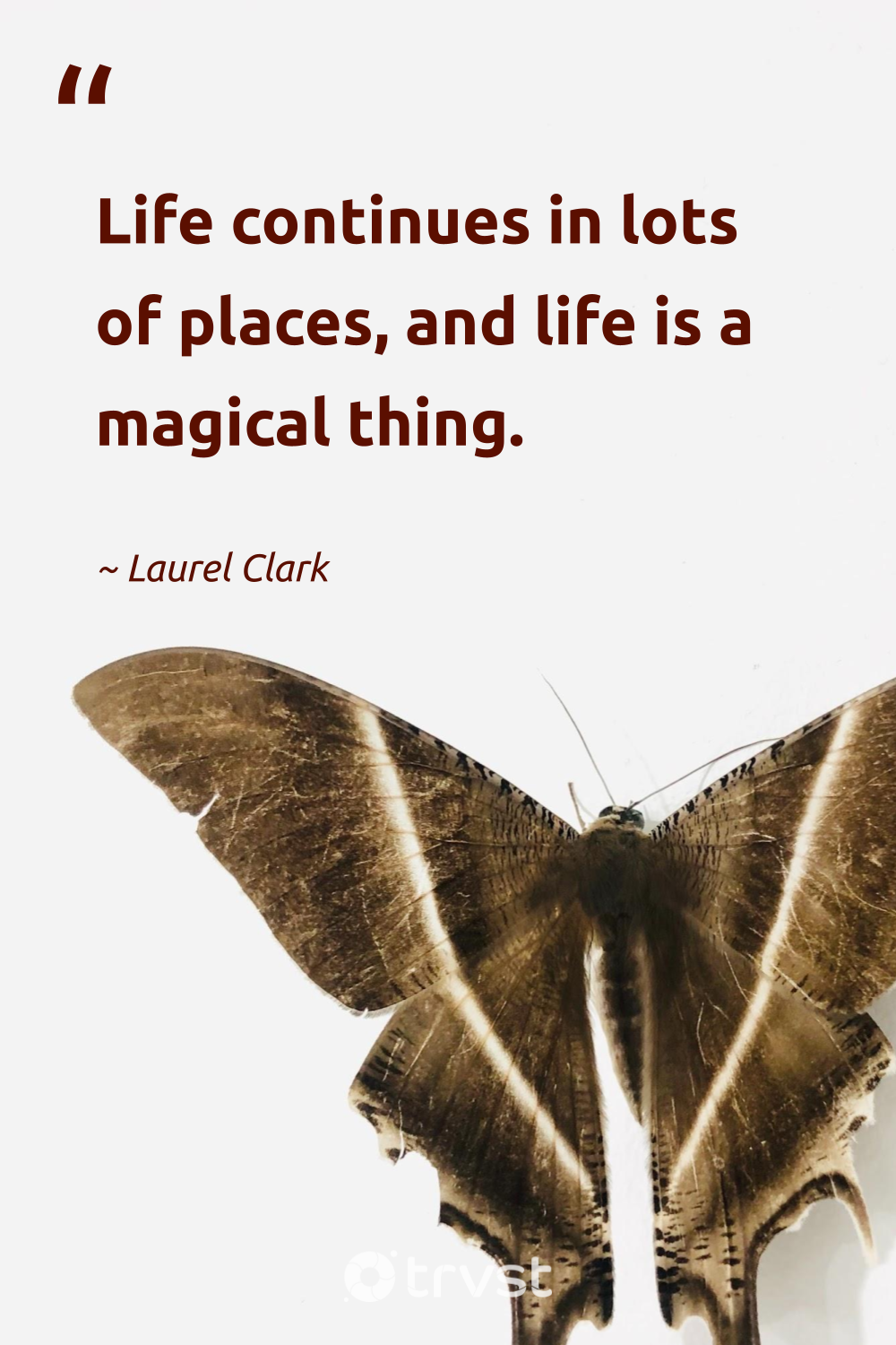 20 Fascinating Moth Quotes about the Nocturnal Insects