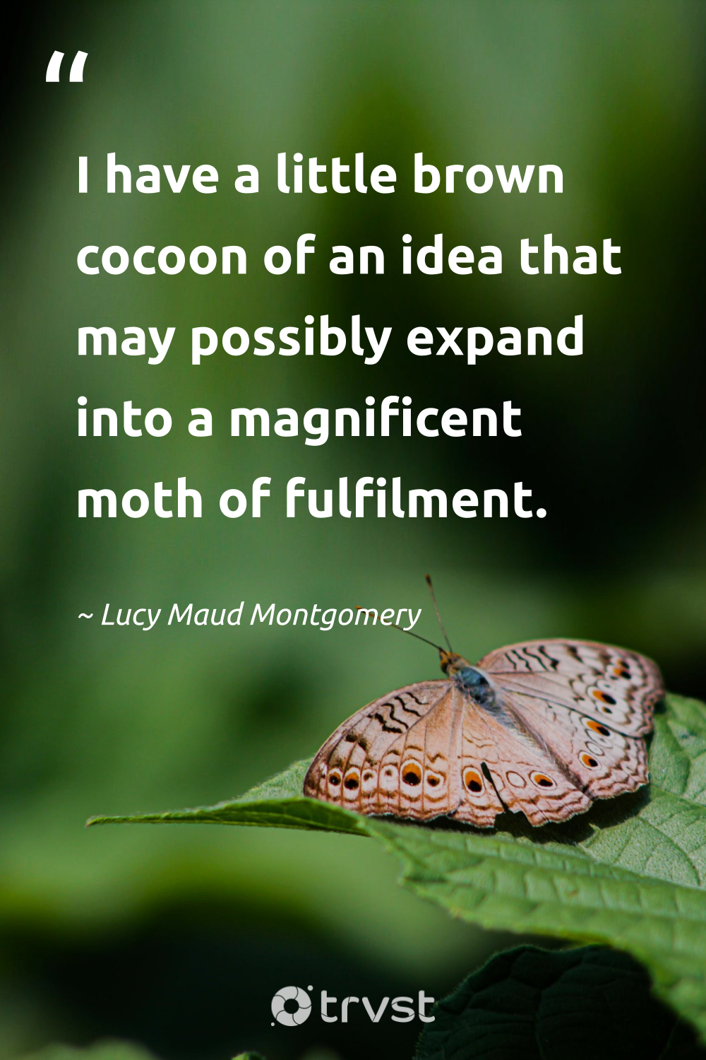20 Fascinating Moth Quotes about the Nocturnal Insects