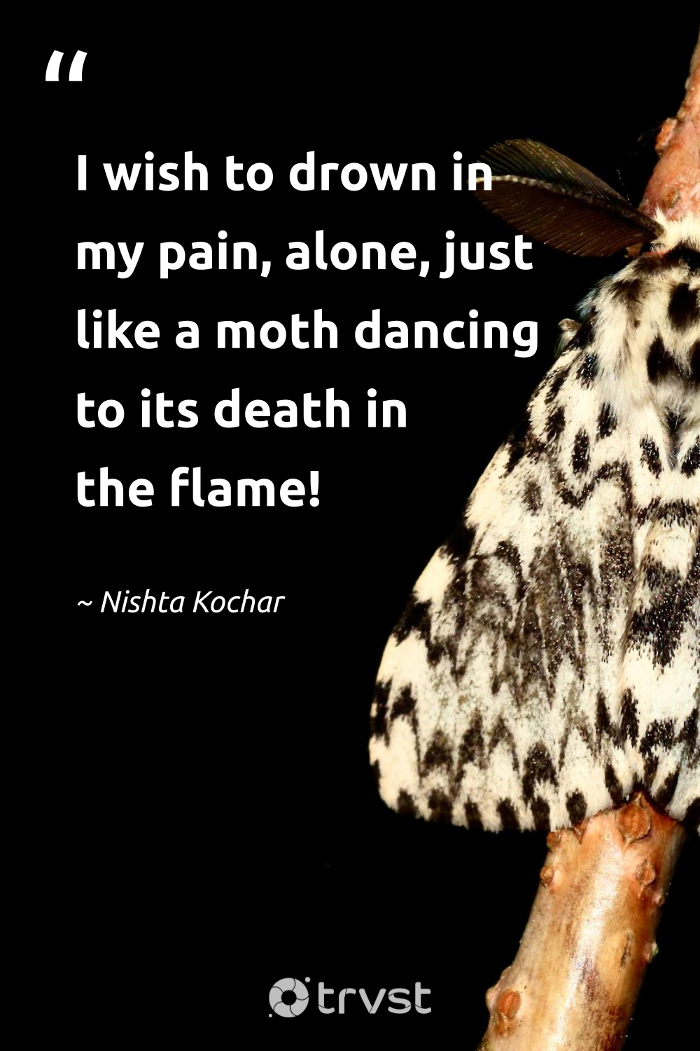 20 Fascinating Moth Quotes about the Nocturnal Insects