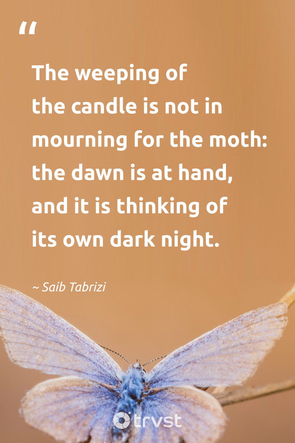 20 Fascinating Moth Quotes about the Nocturnal Insects