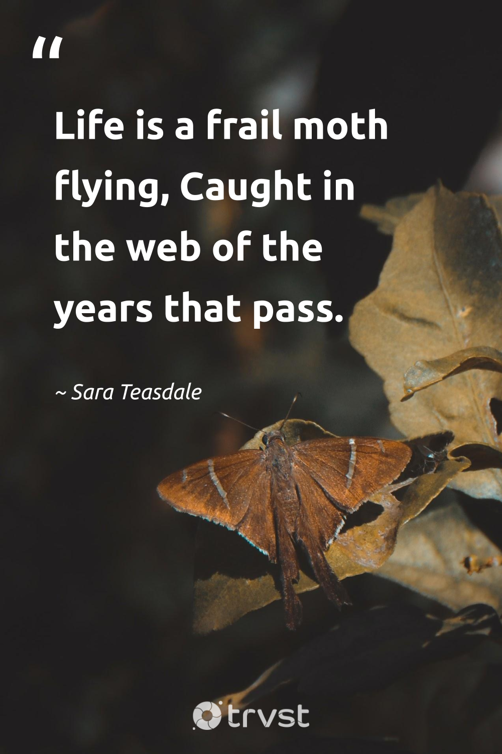 20 Fascinating Moth Quotes about the Nocturnal Insects