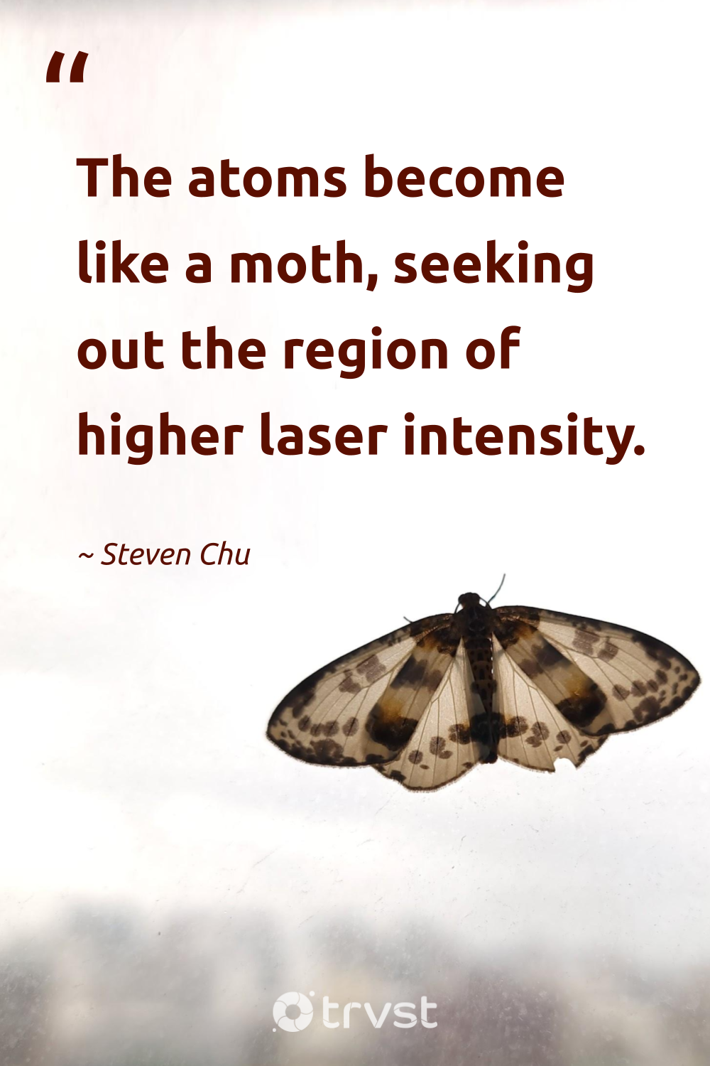 20 Fascinating Moth Quotes about the Nocturnal Insects