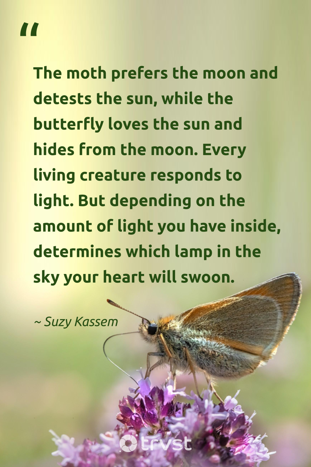 20 Fascinating Moth Quotes about the Nocturnal Insects