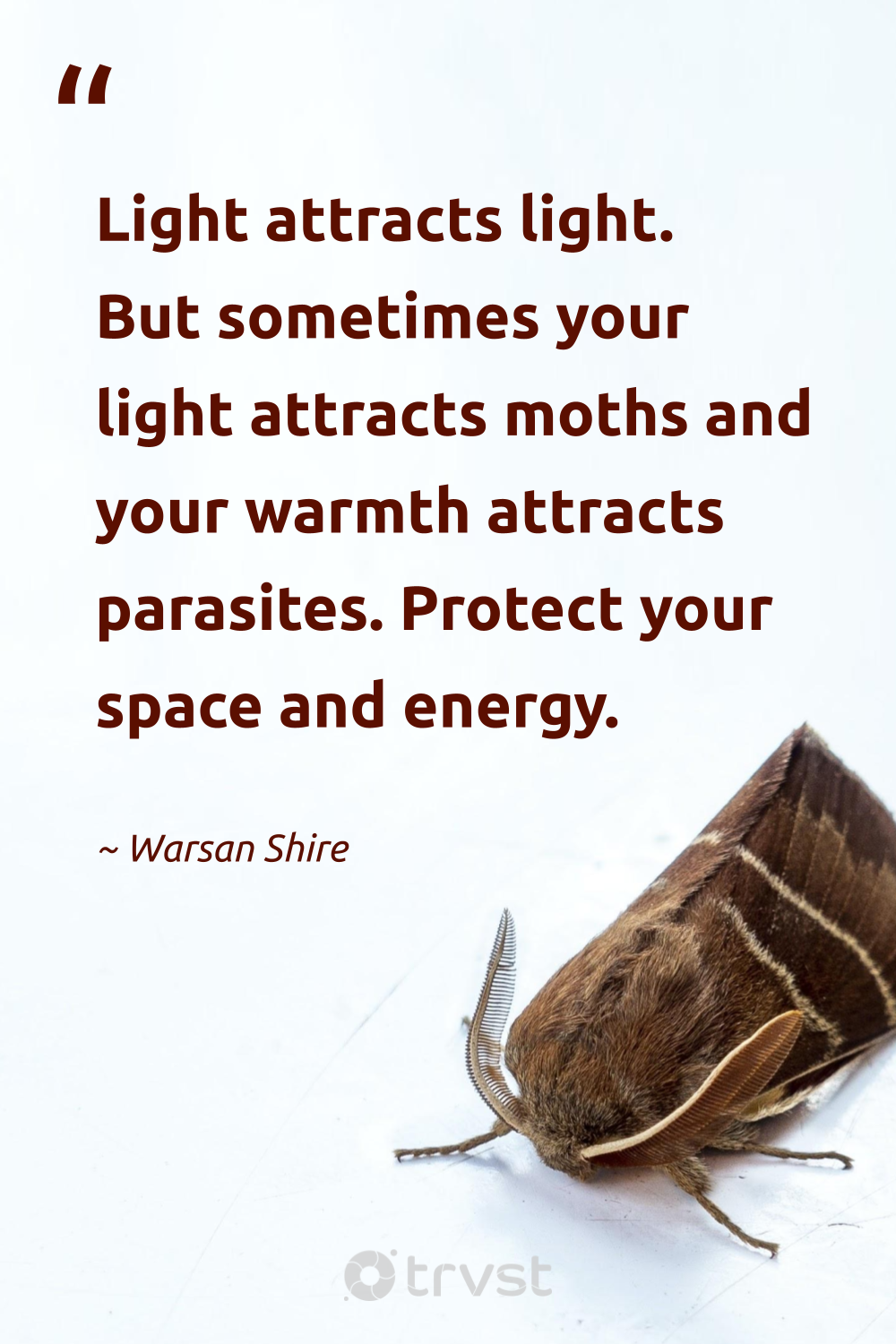 20 Fascinating Moth Quotes about the Nocturnal Insects