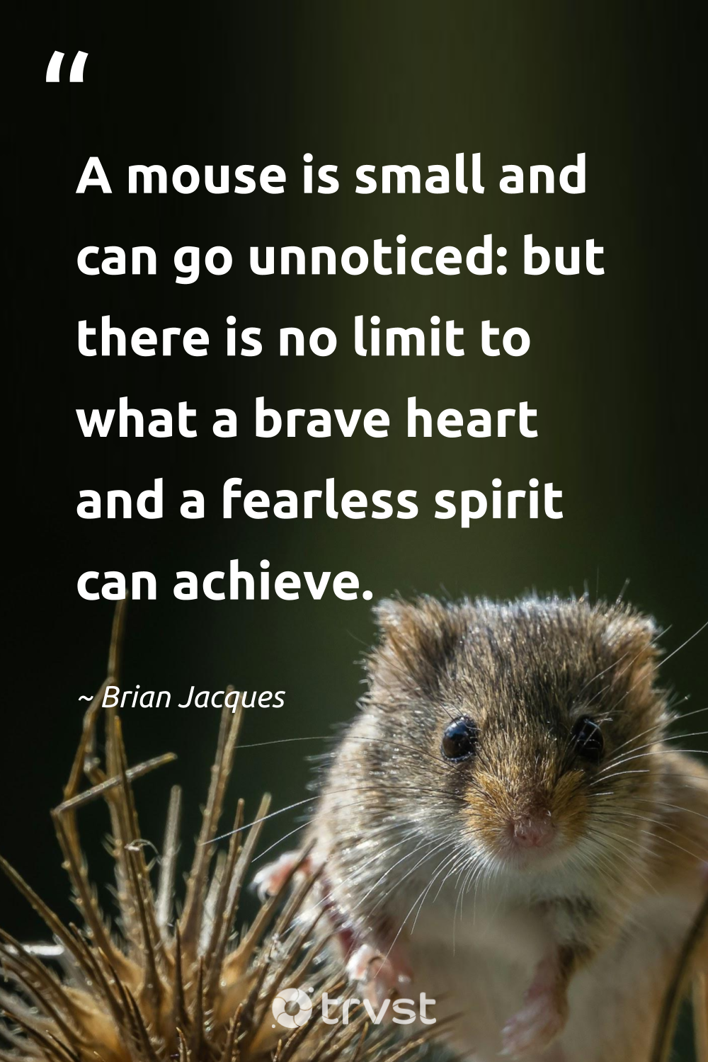 20 Mouse Quotes Full Of Little Lessons In Life