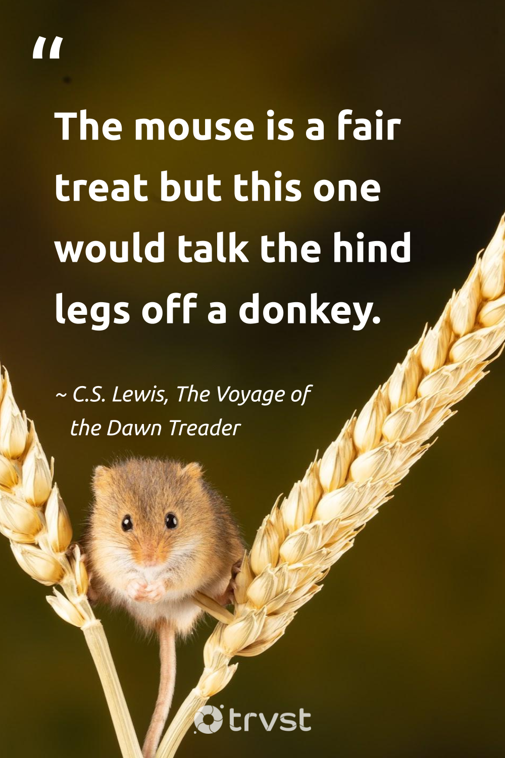 20 Mouse Quotes Full Of Little Lessons In Life