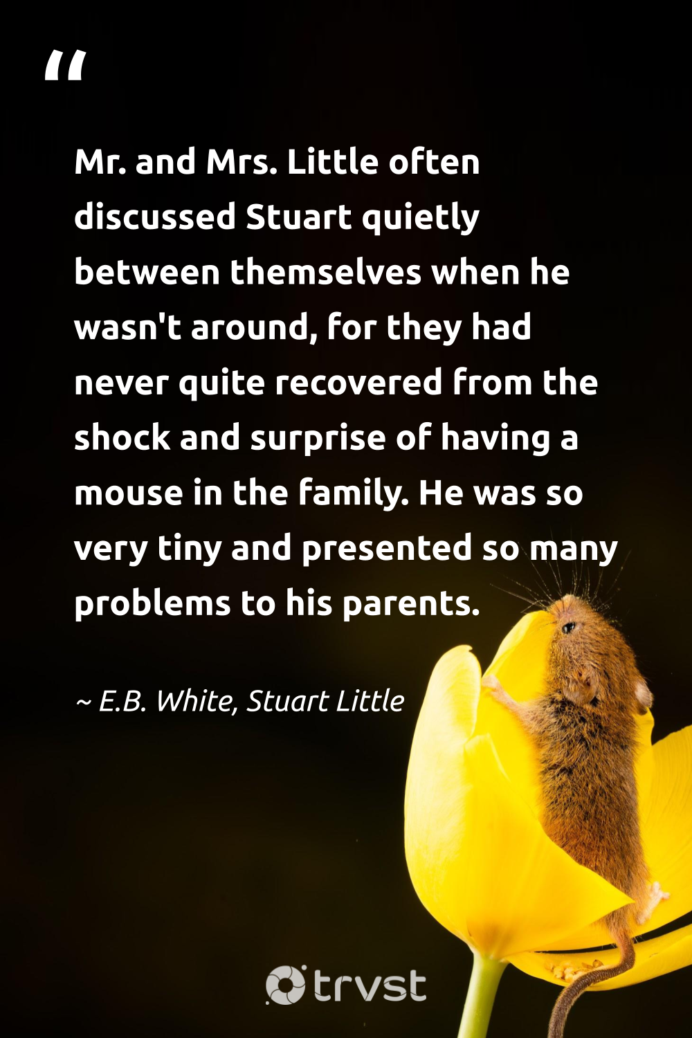 20 Mouse Quotes Full Of Little Lessons In Life