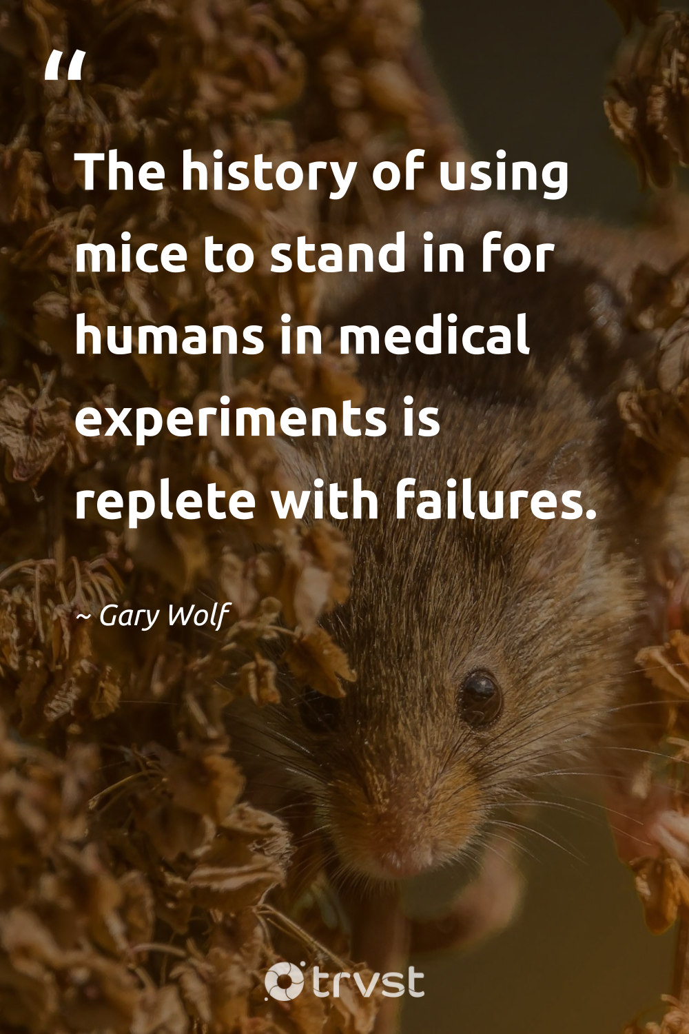 20 Mouse Quotes Full Of Little Lessons In Life