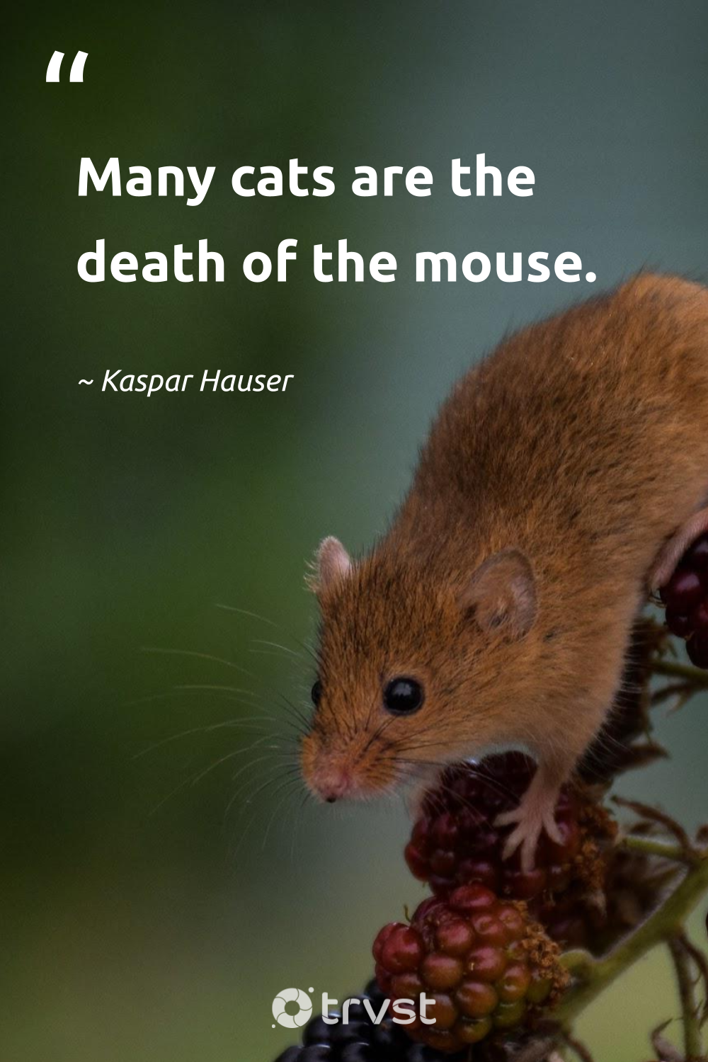20 Mouse Quotes Full Of Little Lessons In Life