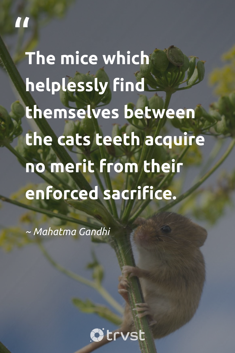 20 Mouse Quotes Full Of Little Lessons In Life