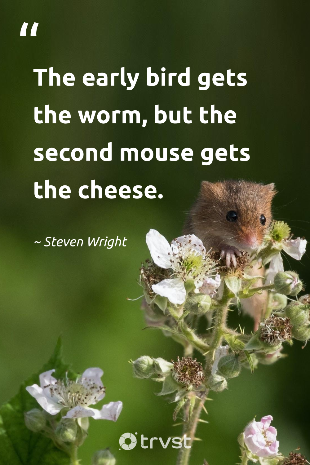 20 Mouse Quotes Full Of Little Lessons In Life