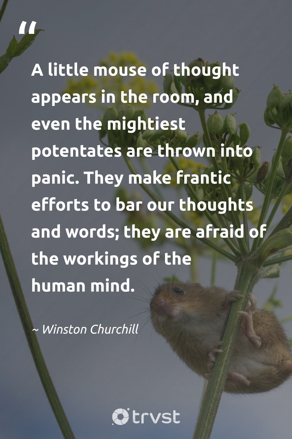 20 Mouse Quotes Full Of Little Lessons In Life