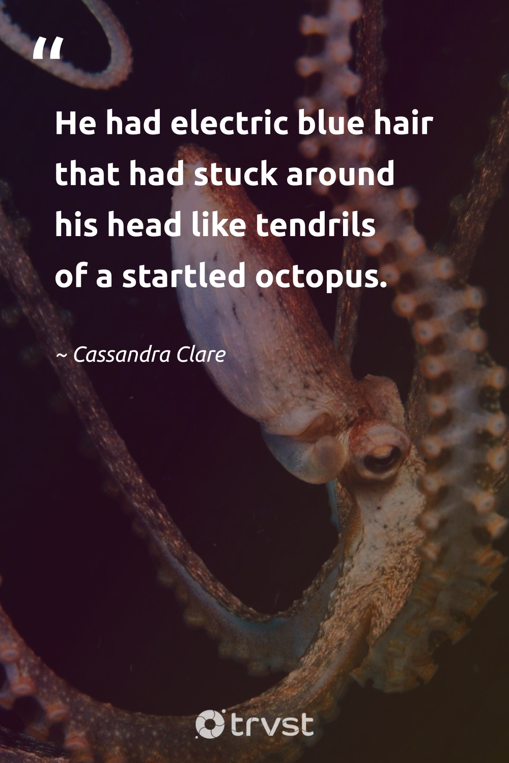 35 Octopus Quotes Talking To Intelligence and Ocean Lives (2024)