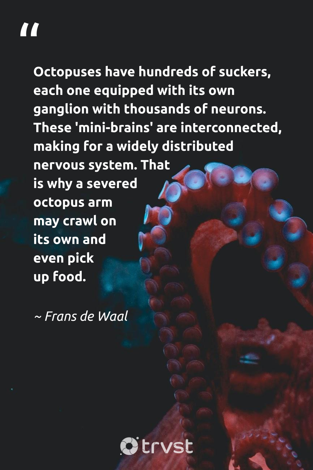 35 Octopus Quotes Talking To Intelligence and Ocean Lives (2025)