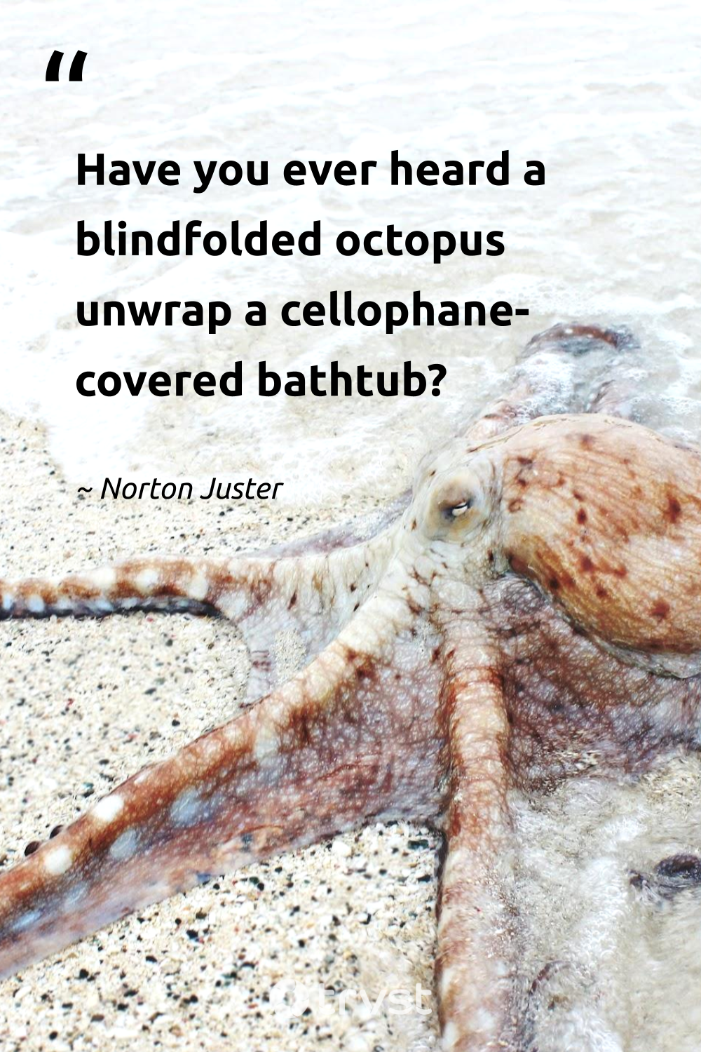 35 Octopus Quotes Talking To Intelligence and Ocean Lives (2025)