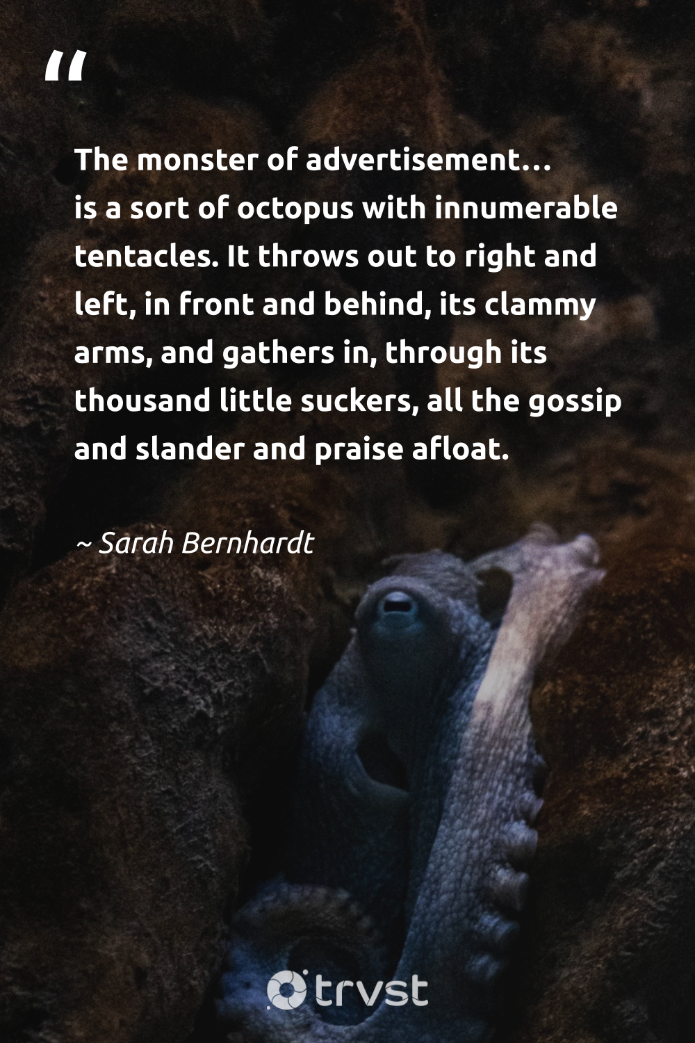 35 Octopus Quotes Talking To Intelligence and Ocean Lives (2025)