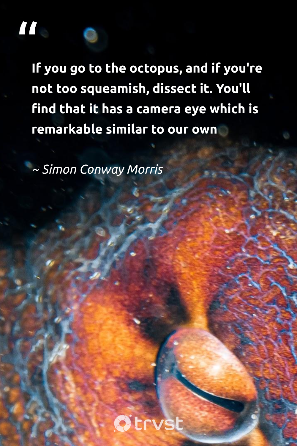 35 Octopus Quotes Talking To Intelligence and Ocean Lives (2025)