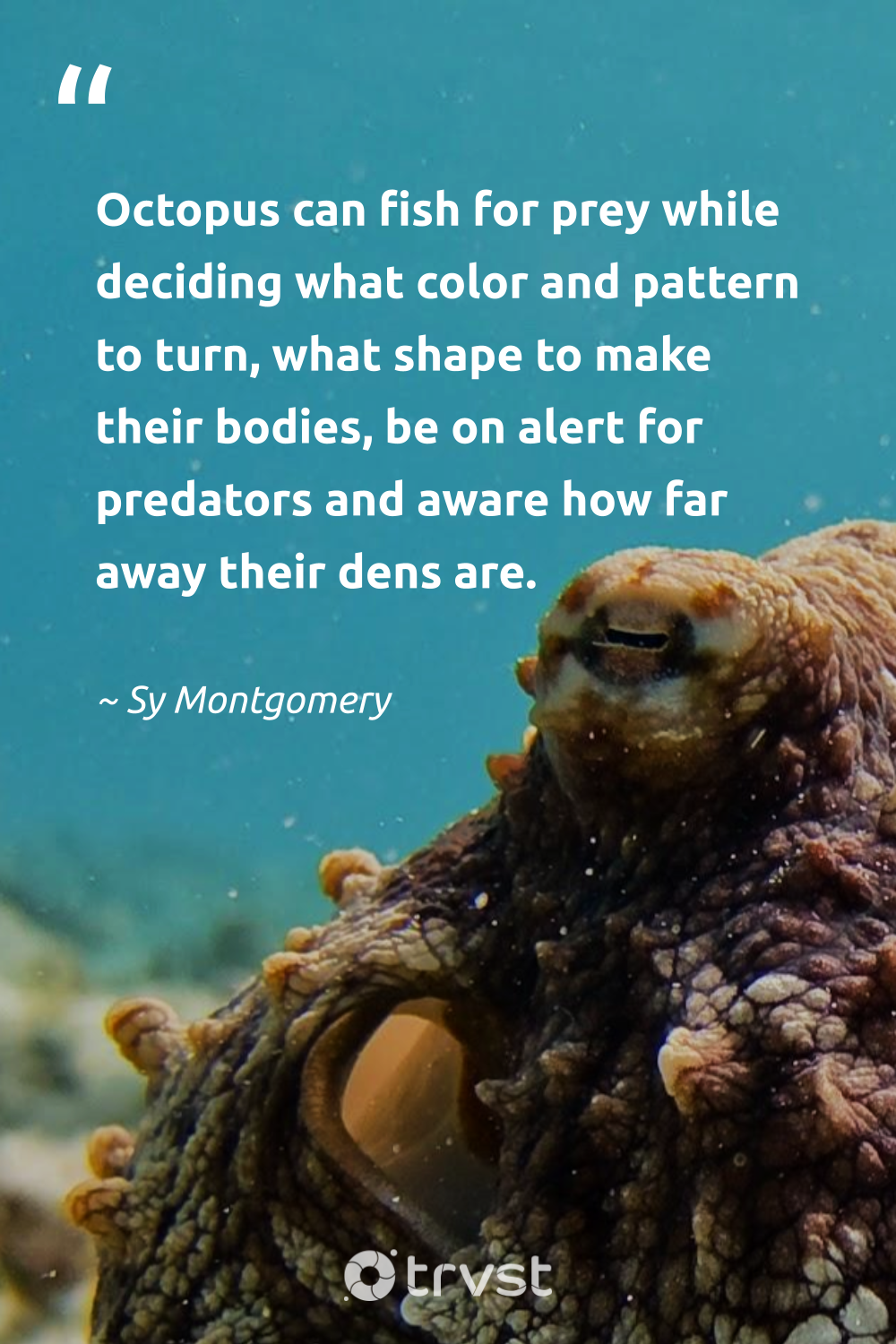 35 Octopus Quotes Talking To Intelligence and Ocean Lives (2025)