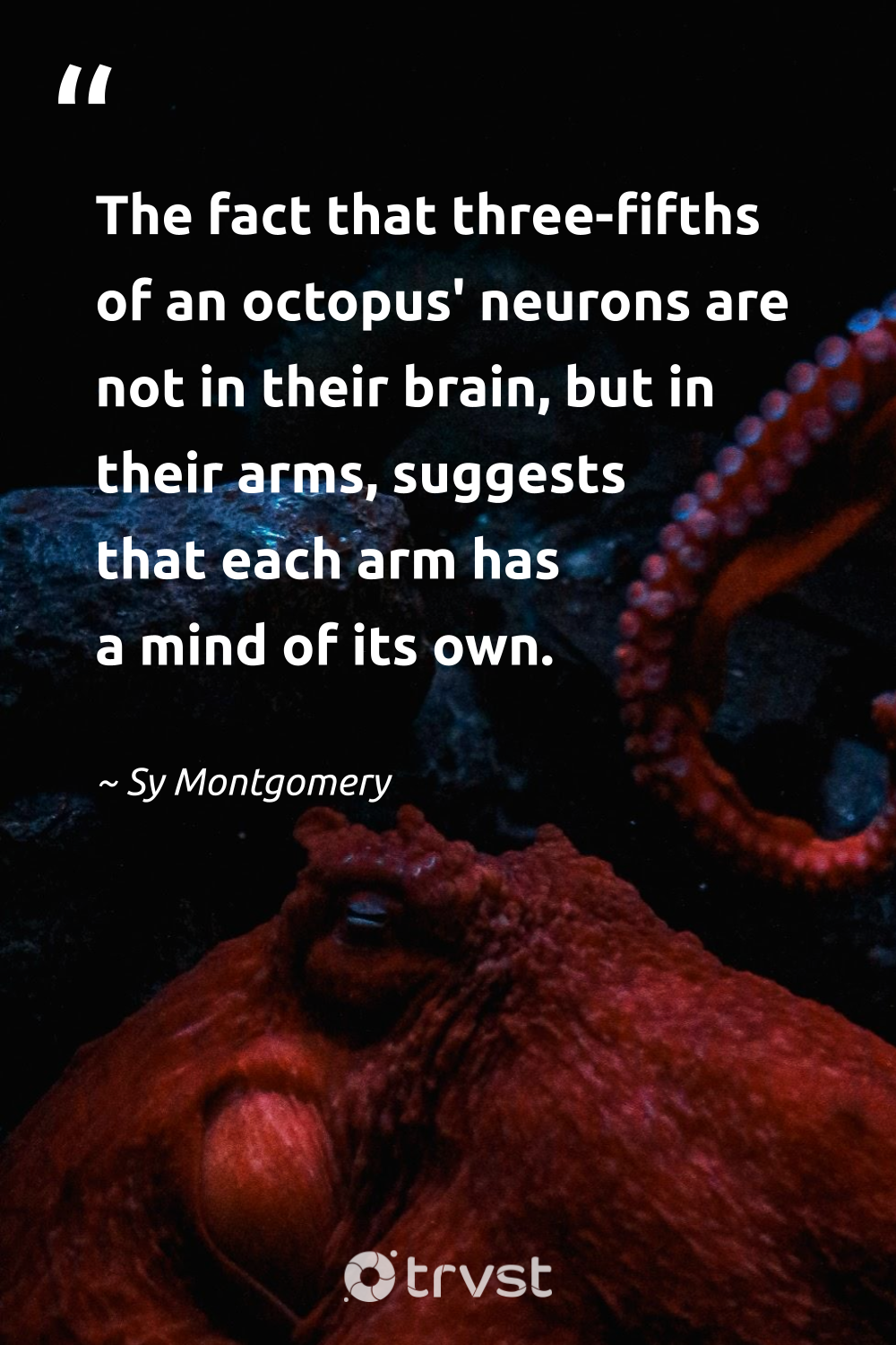 35 Octopus Quotes Talking To Intelligence and Ocean Lives (2025)