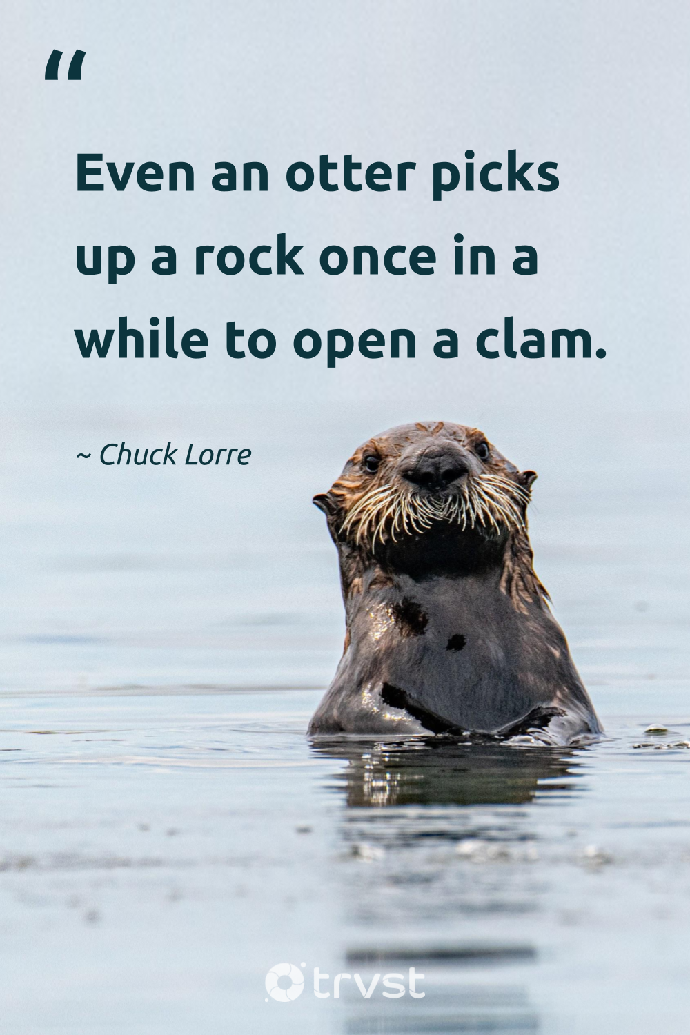 20 Otter Quotes about the Energetic Slender Mammals (2025)